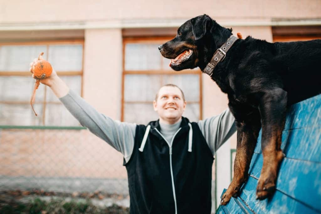 10 Ways Dogs Can Help During Recovery From Addiction – Soberdogs Recovery